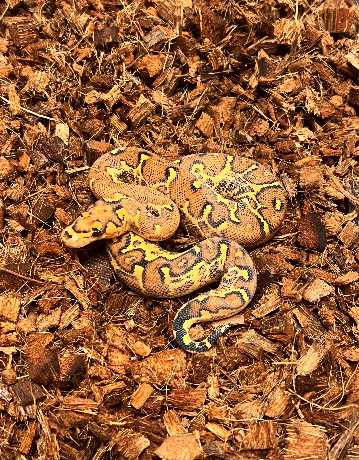 Freeway Clown Ball Python by Ring Reptiles - MorphMarket