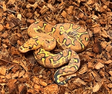 Freeway Clown Ball Python by Ring Reptiles - MorphMarket