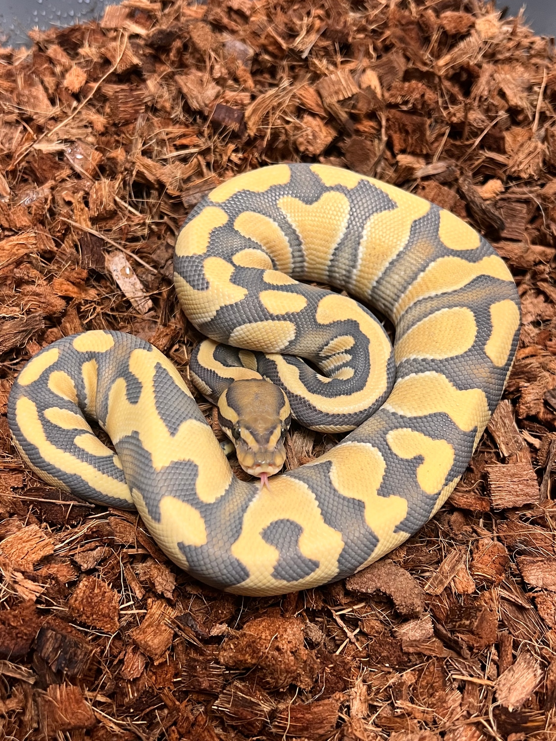 Chocolate Enchi Hypo Desert Ghost Ball Python by Ring Reptiles ...