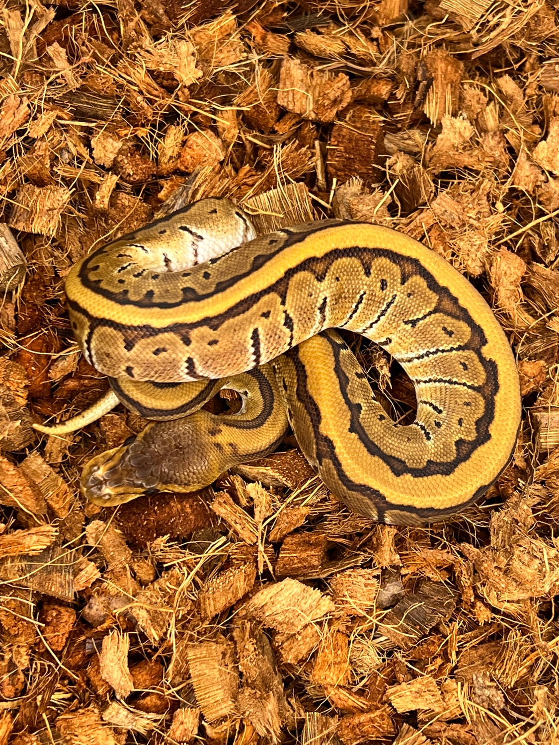 Cypress Pinstripe Het Desert Ghost Ball Python by Ring Reptiles ...