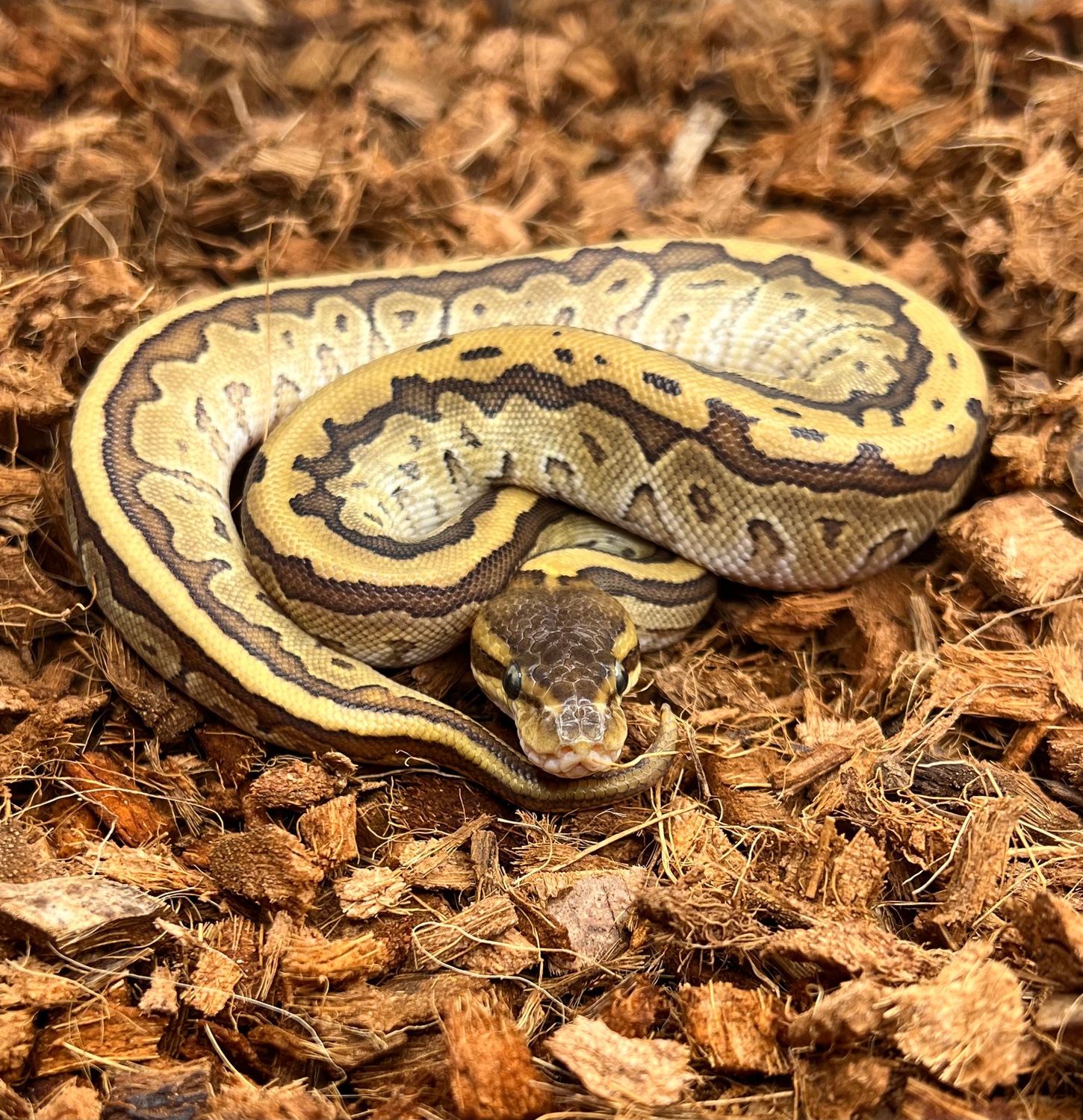 Cypress Mojave Pinstripe Het Desert Ghost Ball Python by Ring Reptiles ...