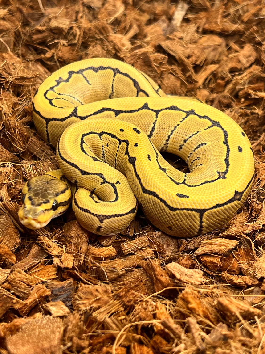 Pinstripe Desert Ghost Ball Python by Ring Reptiles - MorphMarket