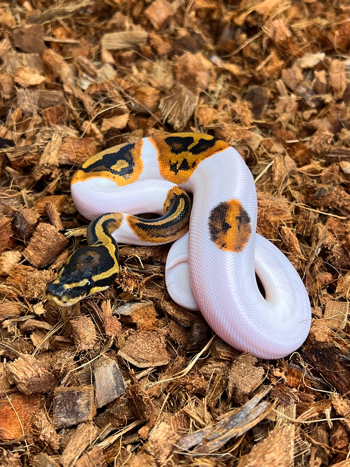Pied Het Clown Ball Python by Ring Reptiles - MorphMarket