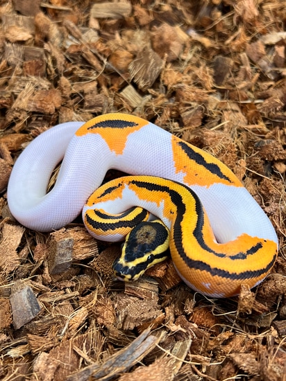 Orange Dream Yellow Belly Pied Ball Python by Ring Reptiles