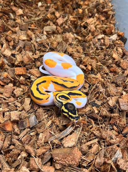 Orange Dream Yellow Belly Pied Ball Python by Ring Reptiles