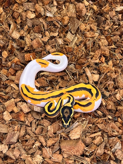 Orange Dream Yellow Belly Pied Ball Python by Ring Reptiles
