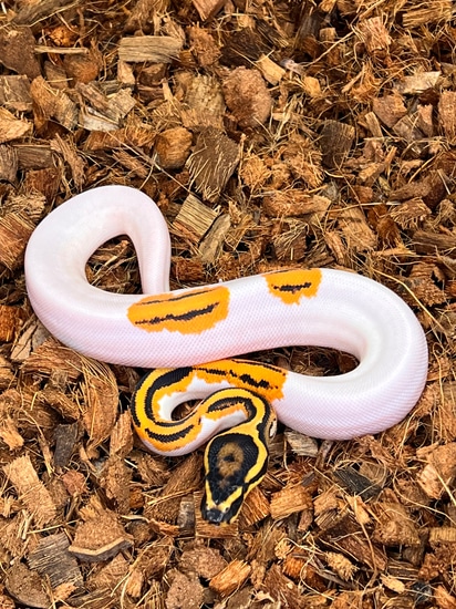 Orange Dream Yellow Belly Pied Ball Python by Ring Reptiles