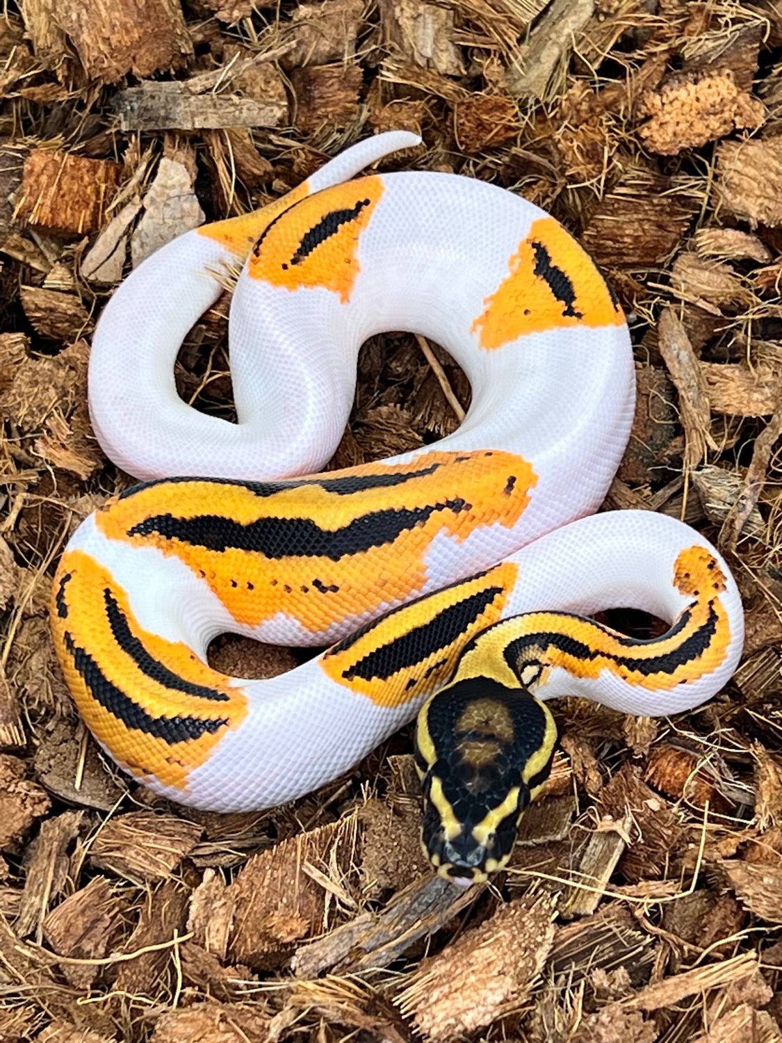 Orange Dream Yellow Belly Pied Ball Python by Ring Reptiles - MorphMarket