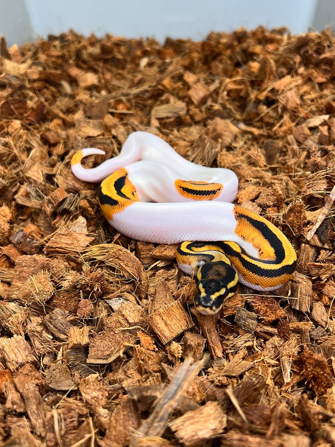 Orange Dream Pied Ball Python by Ring Reptiles - MorphMarket