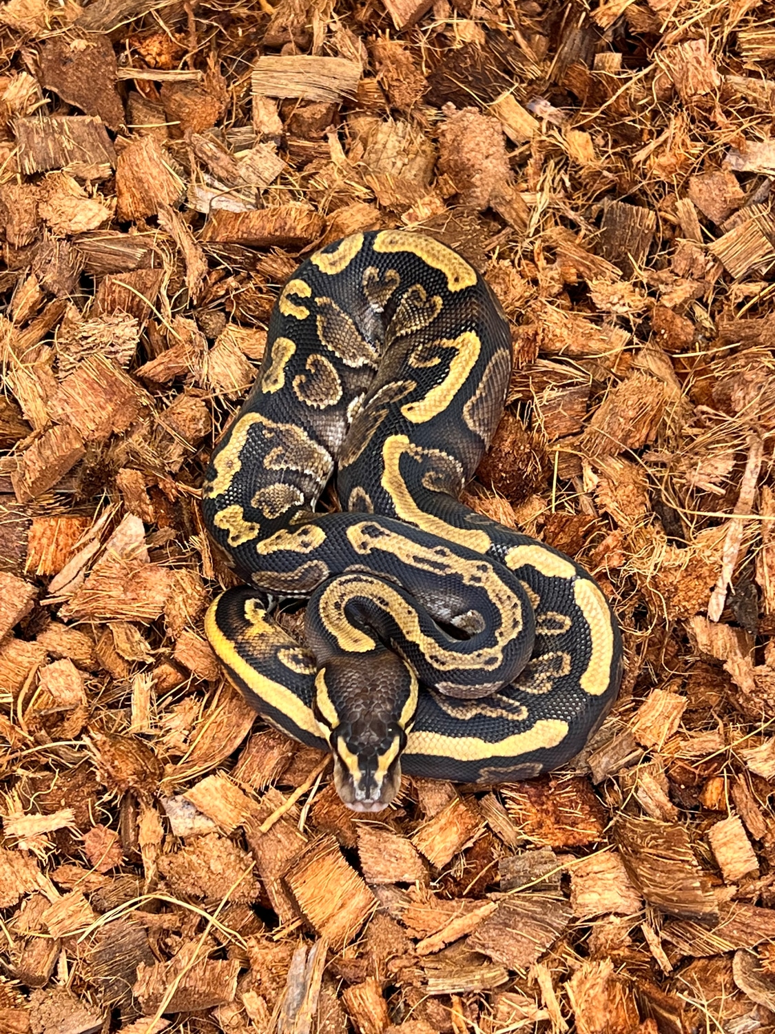 GHI Het Clown Ball Python by Ring Reptiles - MorphMarket