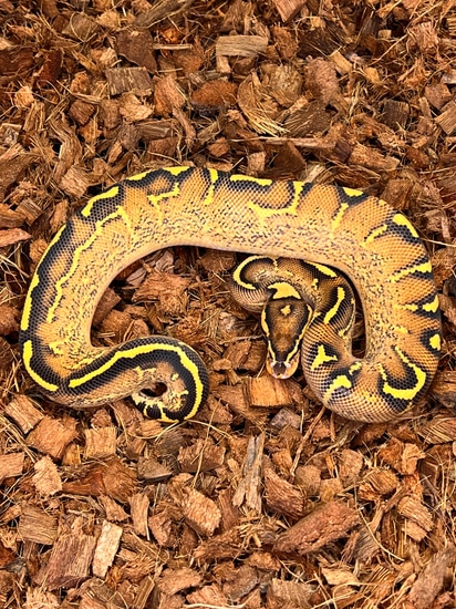Freeway 66% Het Clown Ball Python by Ring Reptiles