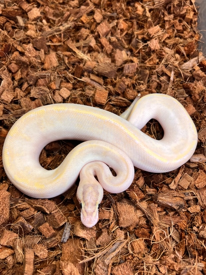 Ivory 66% Het Clown Ball Python by Ring Reptiles