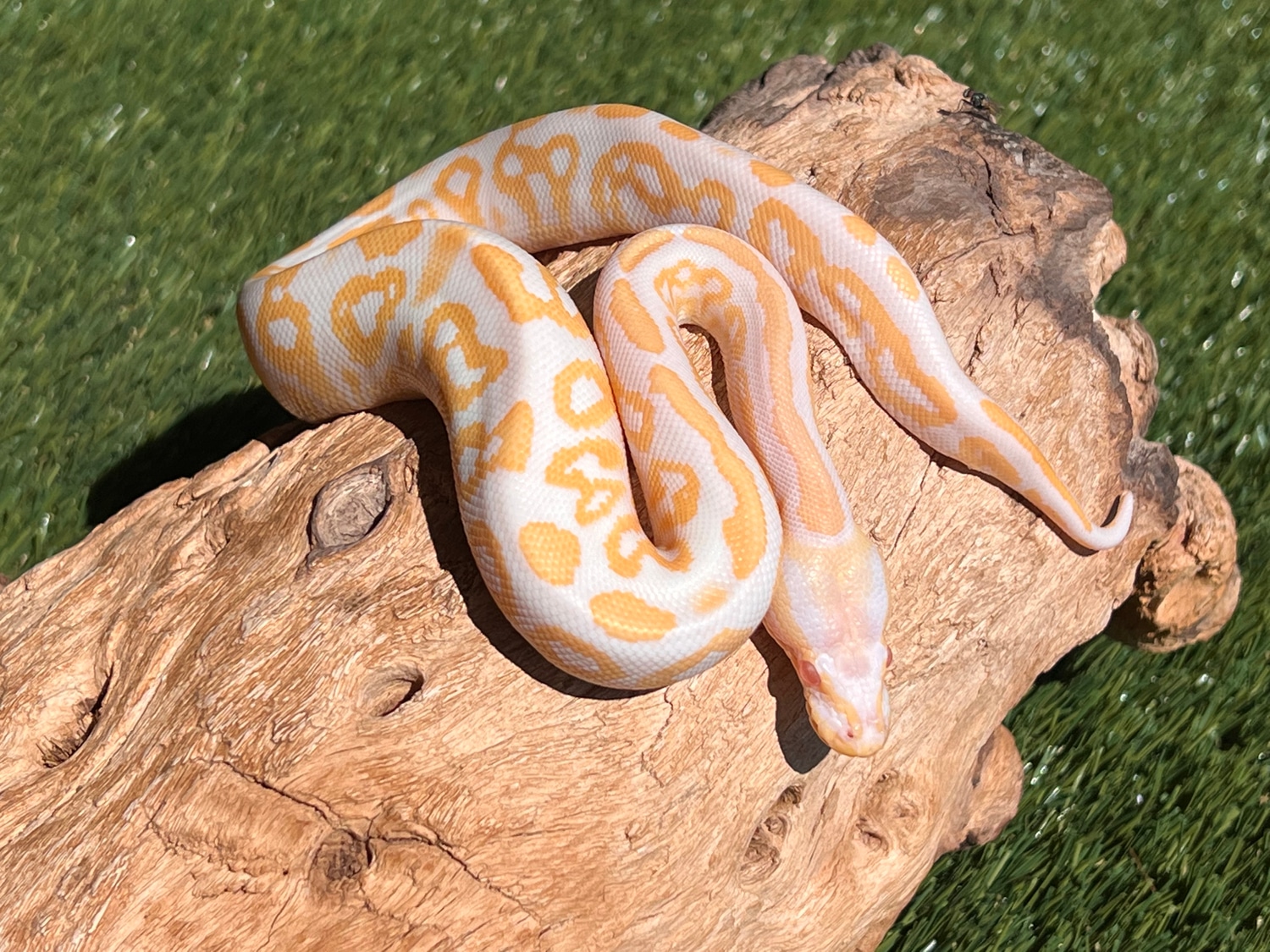 Black Pastel Gravel Albino Ball Python by Ring Reptiles - MorphMarket