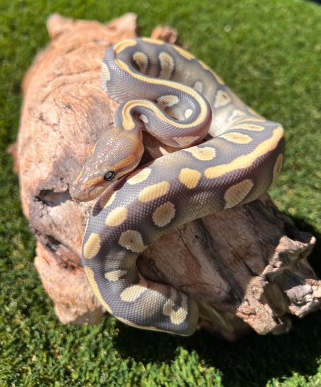 Chocolate Mojave Hypo Desert Ghost Ball Python by Ring Reptiles