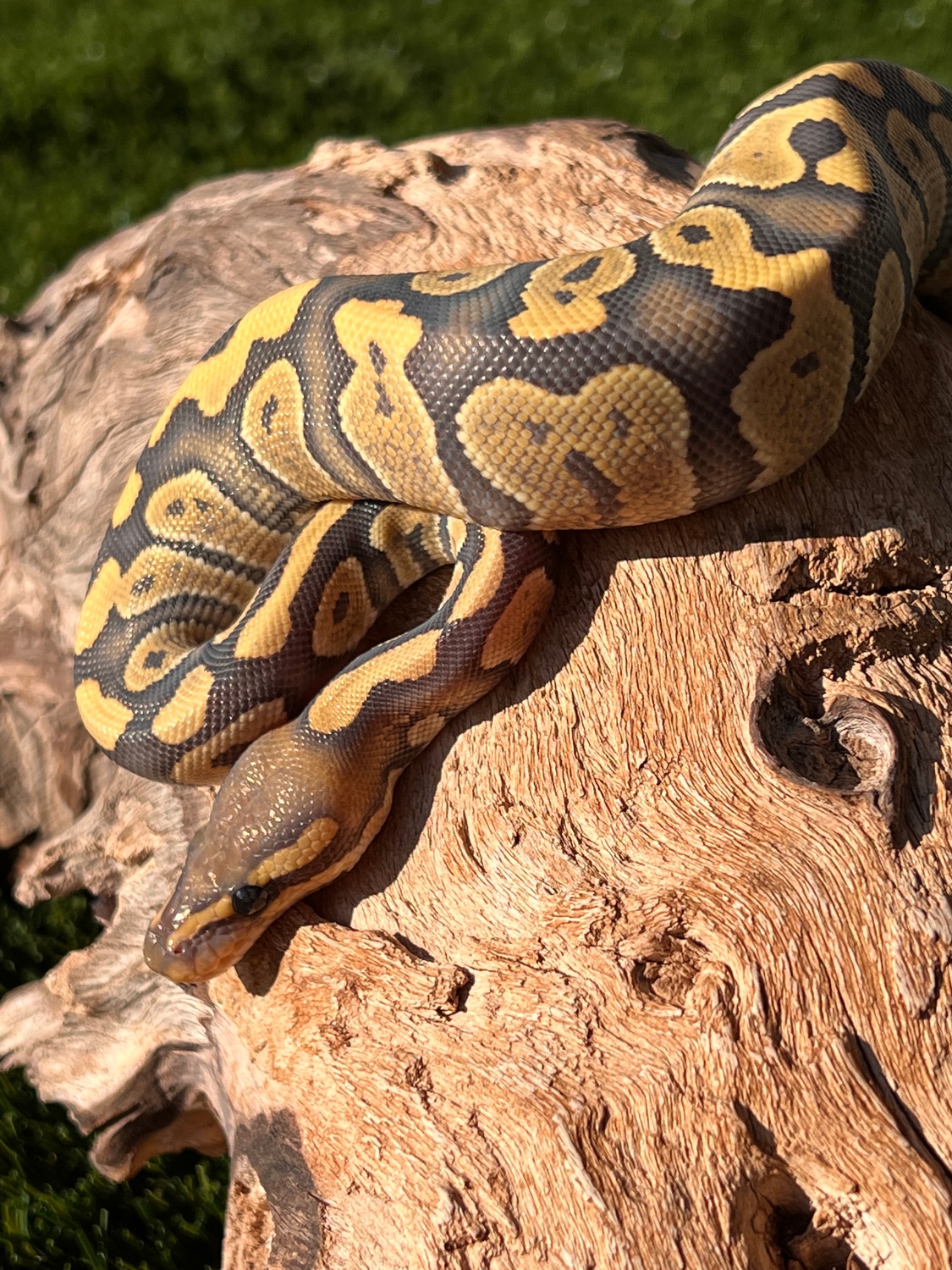 Chocolate Hypo Desert Ghost Ball Python by Ring Reptiles - MorphMarket