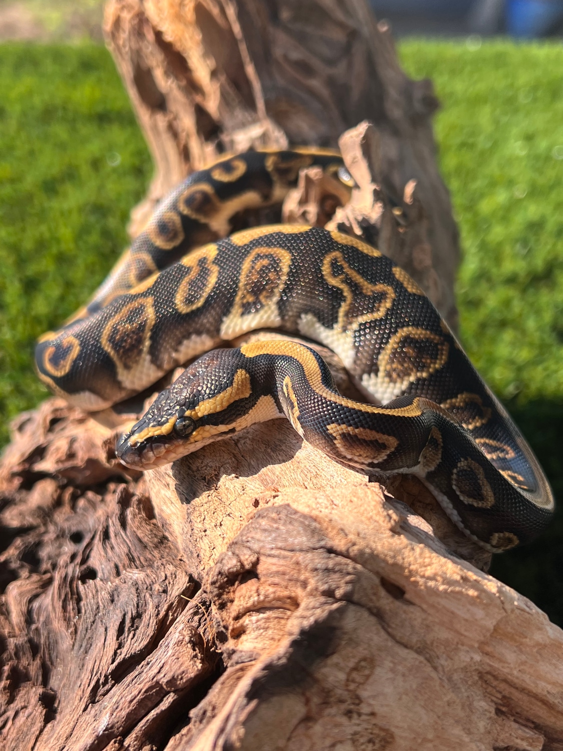 Chocolate GHI Hurricane Ball Python by Ring Reptiles - MorphMarket