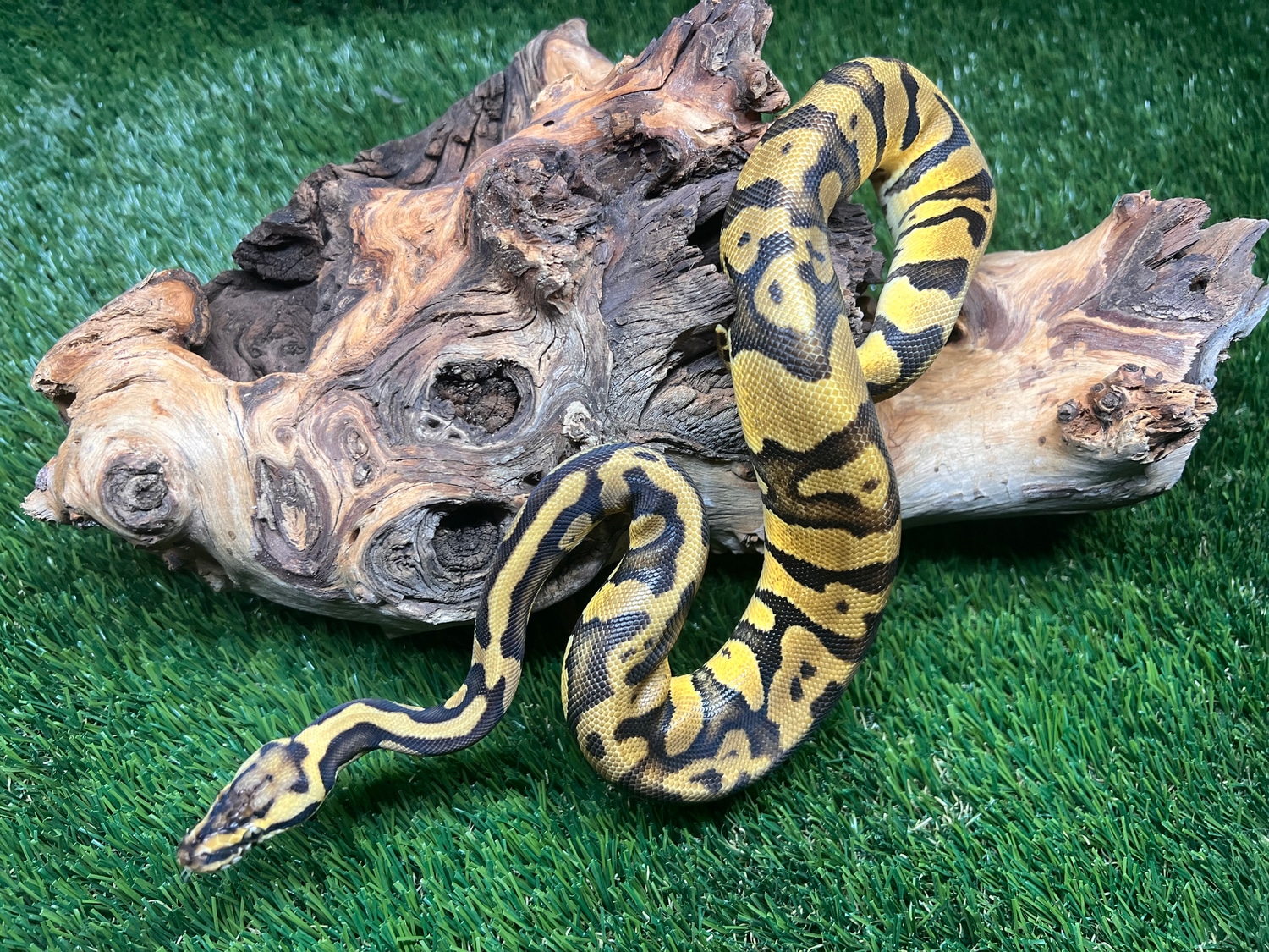 Pastel Acid Het Hypo (Possible Enchi) Ball Python by Ring Reptiles ...