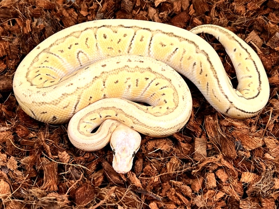 Cypress Lemonblast Desert Ghost Ball Python by Ring Reptiles