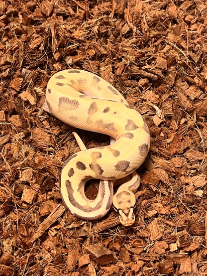 Leopard Orange Dream Disco Fire Ball Python by Ring Reptiles