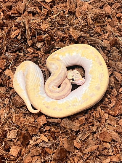 Leopard Orange Dream Pastel Disco Fire Ball Python by Ring Reptiles