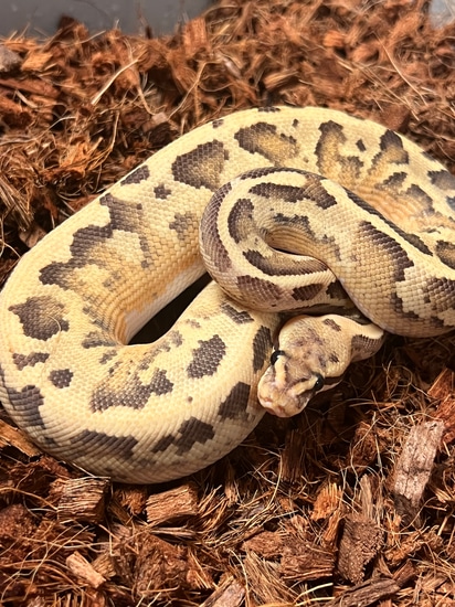 Leopard Disco Fire Ball Python by Ring Reptiles
