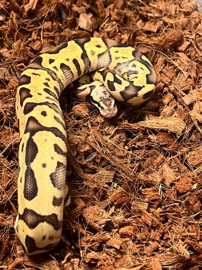 Leopard Orange Dream Pastel Fire Ball Python by Ring Reptiles