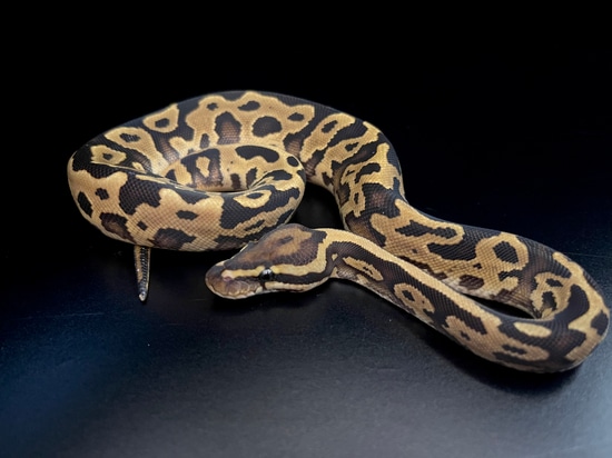 Fire Leopard Trick 50% Het Clown Ball Python by Golden Rule Reptiles LLC