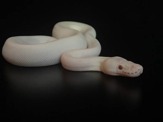 BEL Butter Lesser 50% Het Clown Ball Python by Golden Rule Reptiles LLC