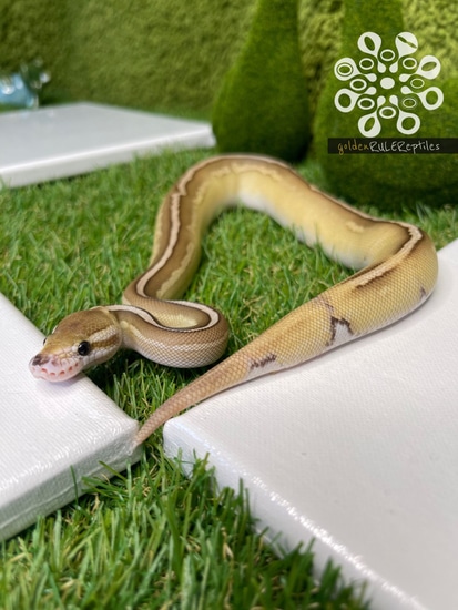 Black Pastel Fire Leopard Lesser 50% Het Clown 50% Het Pied Ball Python ...