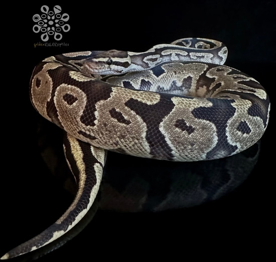 Fire Cinnamon Trick 50% Het Clown Ball Python by Golden Rule Reptiles LLC
