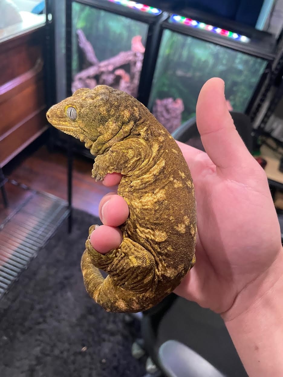 GT Male Breeder Ready Leachianus Gecko by RealRhacs - MorphMarket