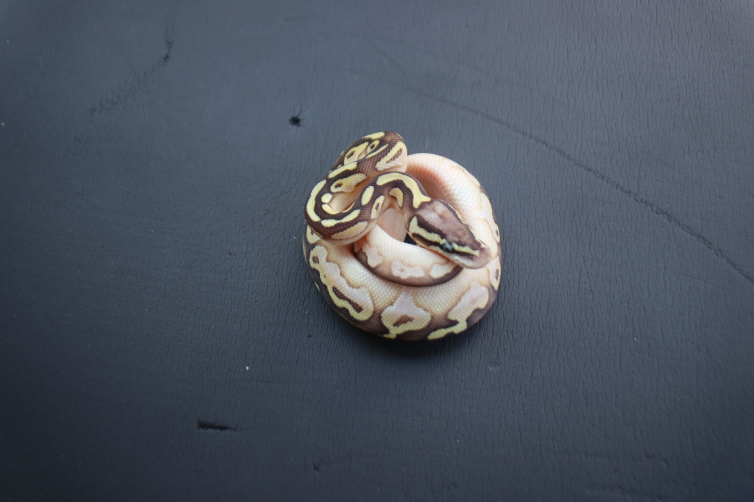 Butter,Pastel,Calico Ball Python by Swole Reps - MorphMarket
