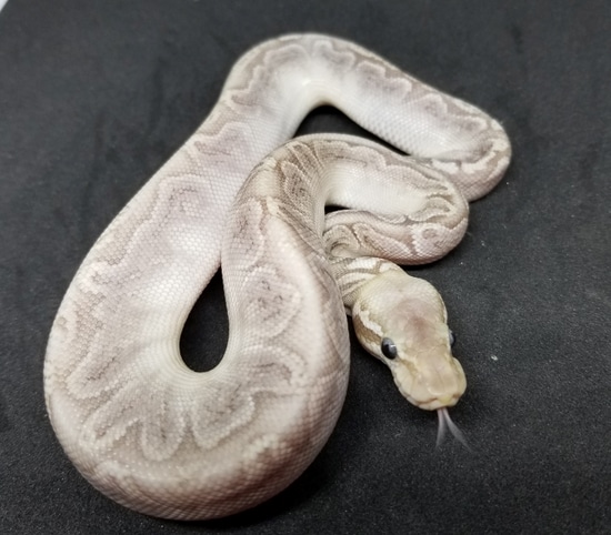 Free Shipping!2019 Male Black Pastel Pastel Bamboo Ball Python by Li's ...