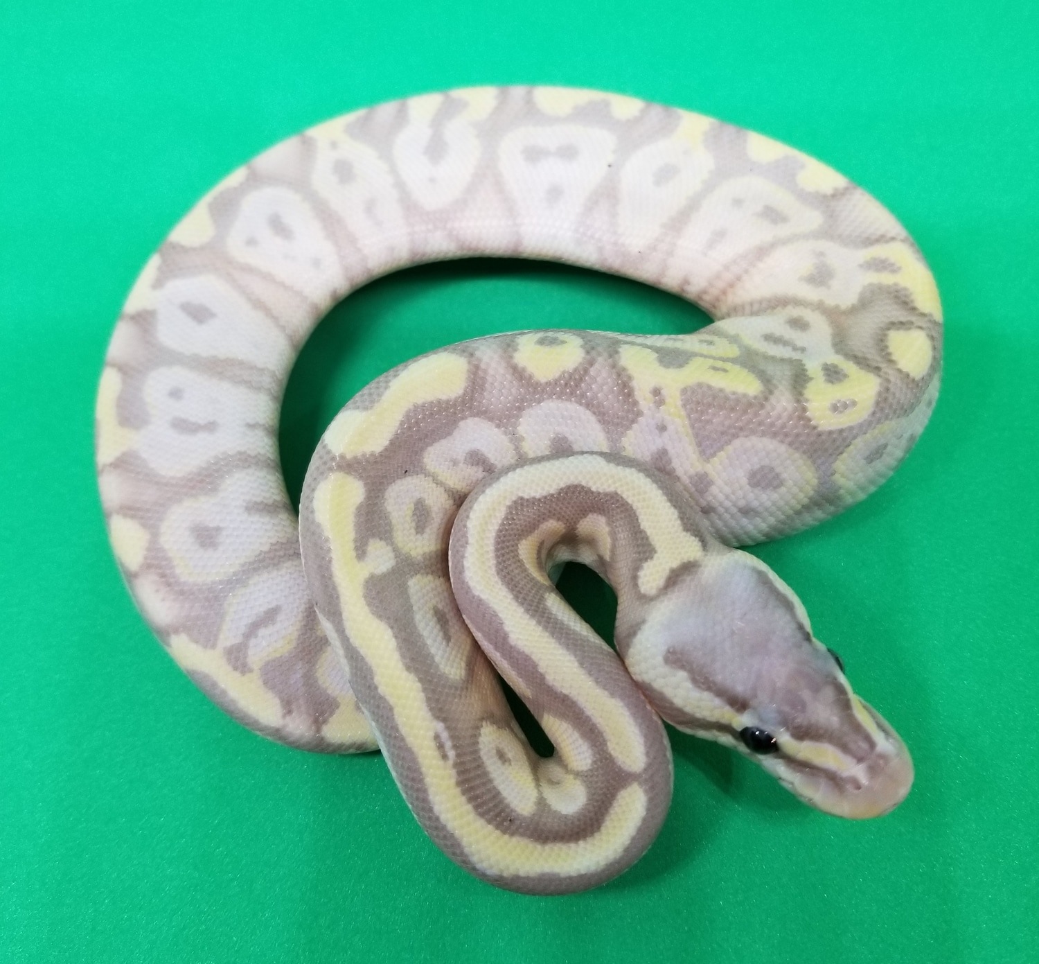 Super Pastel Banana Ball Python by Li's Reptile House - MorphMarket