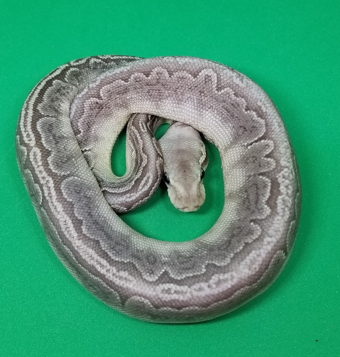 Free Shipping! 2019 Male Black Pastel Pastel Bamboo Ball Python by Li's ...