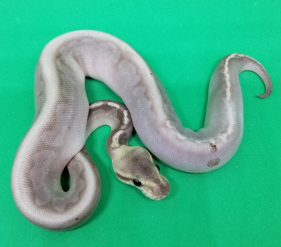2019 Female Black Pastel Bamboo Sugar Ball Python by Li's Reptile House ...