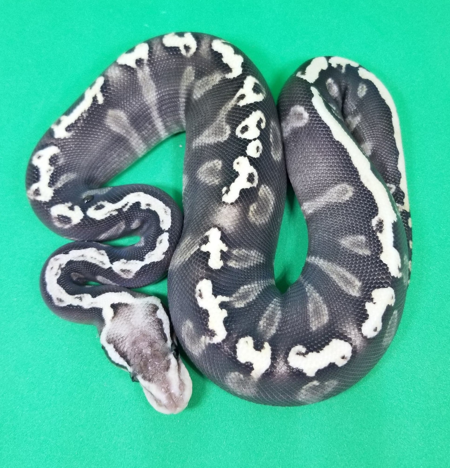 2020 Free Shipping! Female Super GHI Pastel Poss Mystic Ball Python by ...