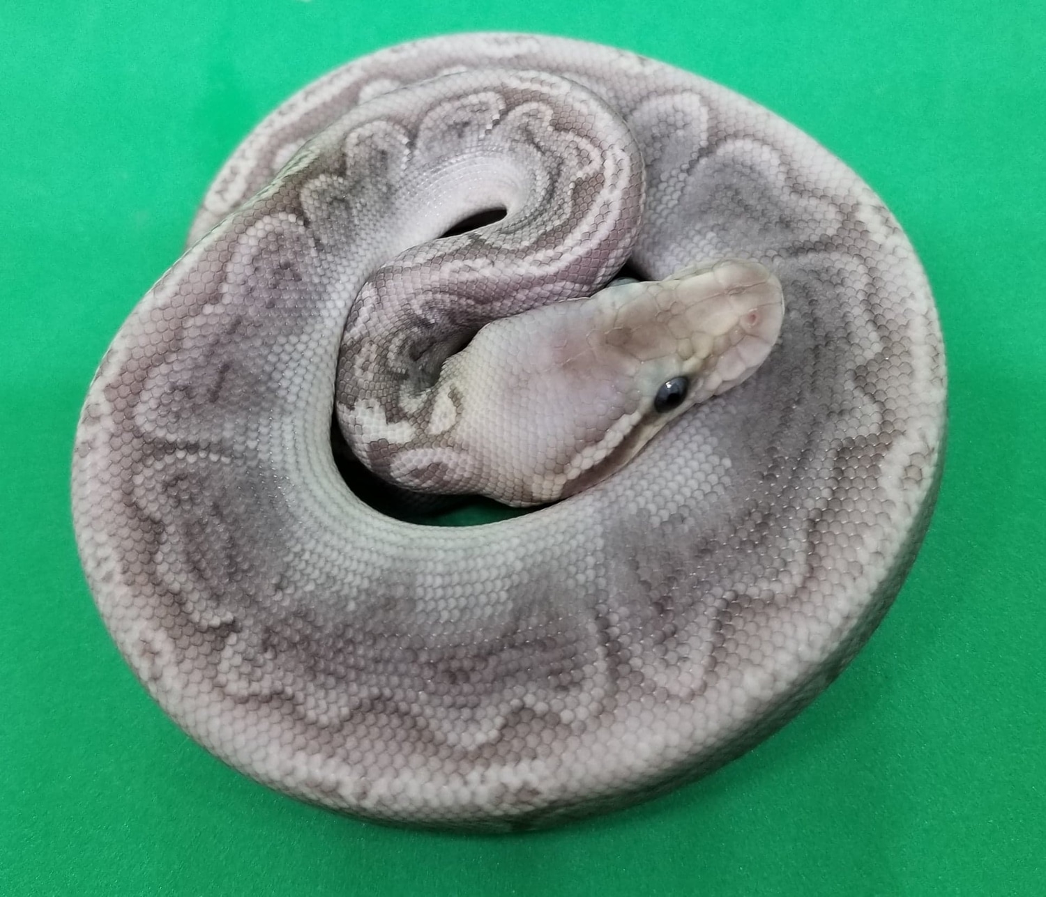 2020 Free Shipping! Male Pastel Black Pastel Bamboo Ball Python by Li's ...