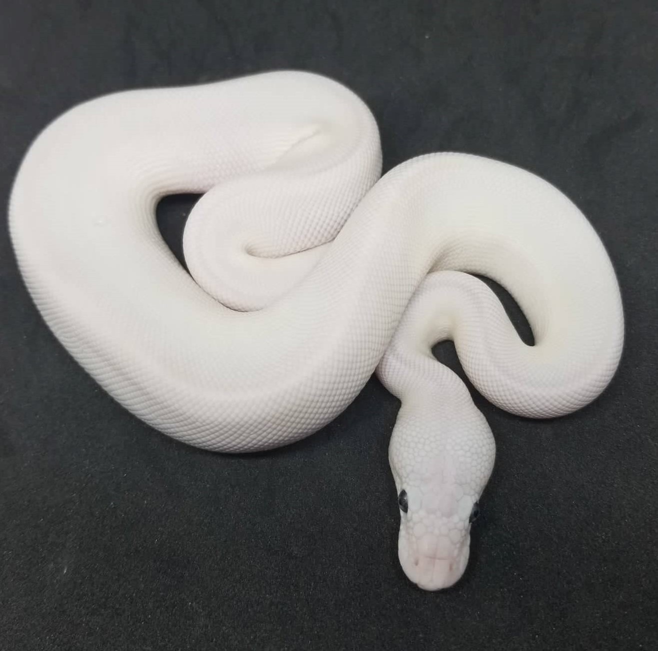 2020 Male Bamboo Lesser Poss Pastel Poss Black Pastel Ball Python by Li ...