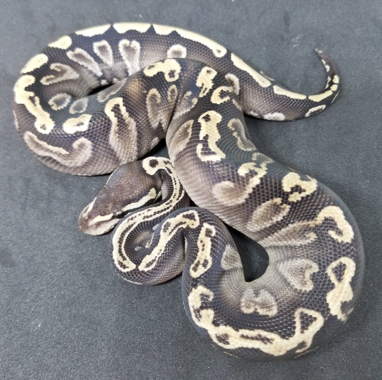 2020 Male GHI Mystic Ball Python by Li's Reptile House - MorphMarket