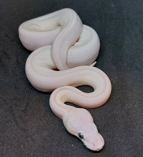 2021 Female Lesser Mojave Or Russo Poss Pastel Ball Python by Li's ...