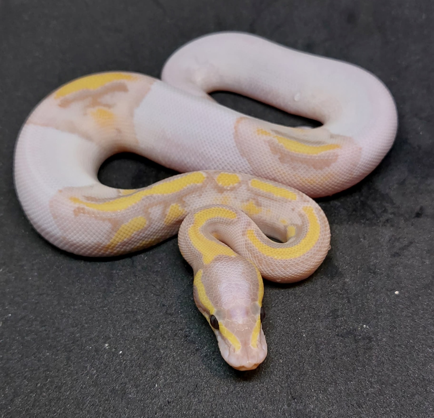 Banana Pied Ball Python by Li's Reptile House - MorphMarket