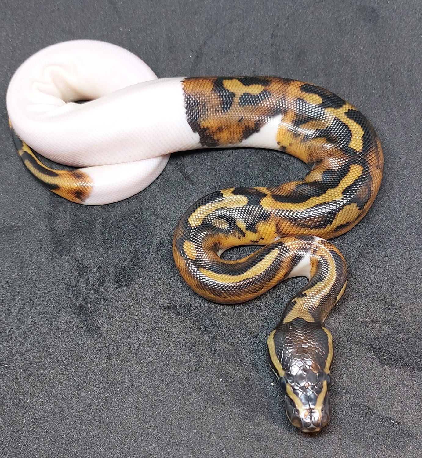 Pied Ball Python by Li's Reptile House - MorphMarket
