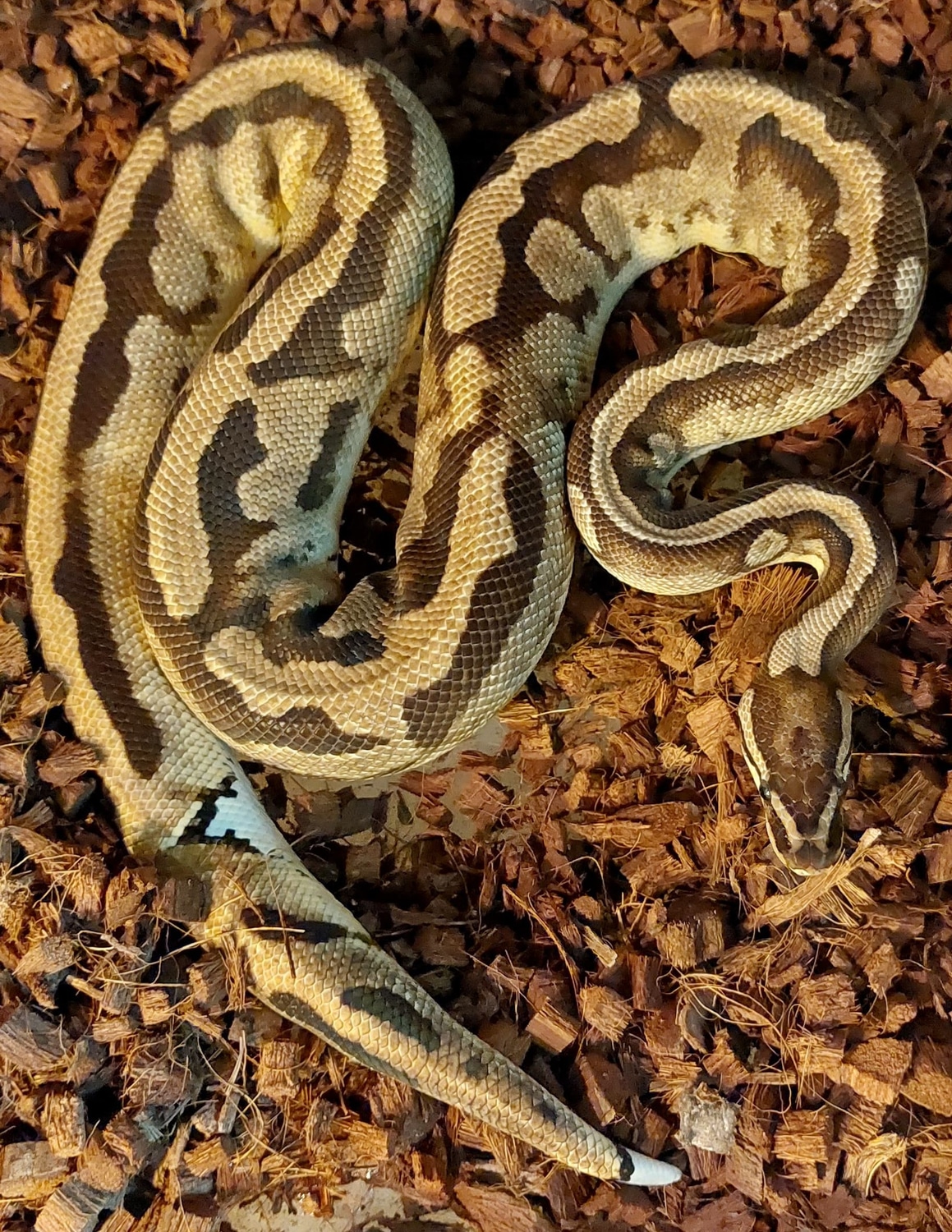 2017 Male Pied --- LOW WHITE Ball Python by Li's Reptile House ...