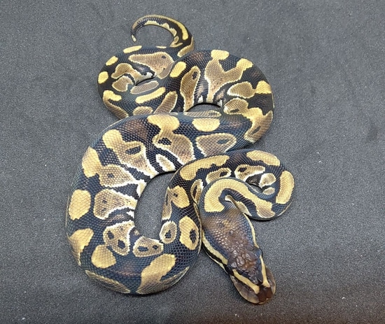 2022 Female Normal Ball Python by Li's Reptile House