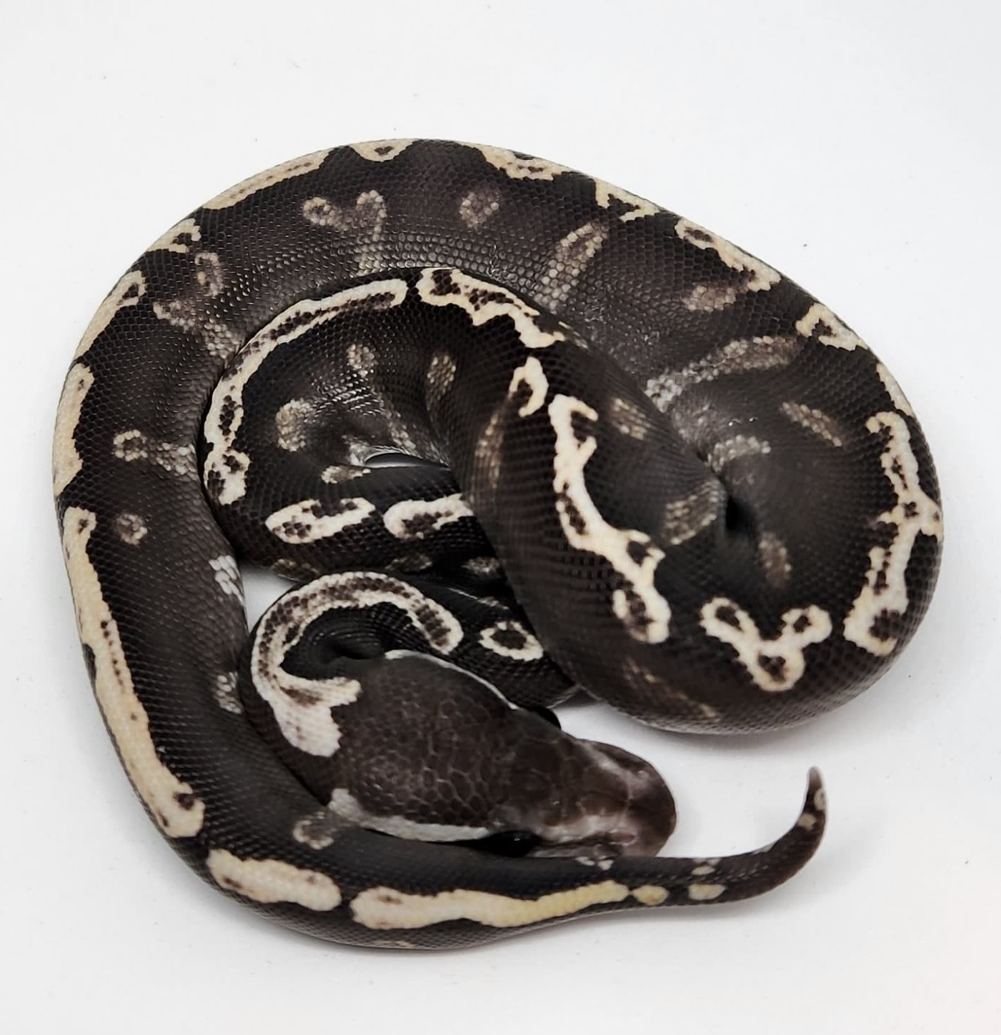 2022 Male Super GHI Mystic Ball Python by Li's Reptile House - MorphMarket