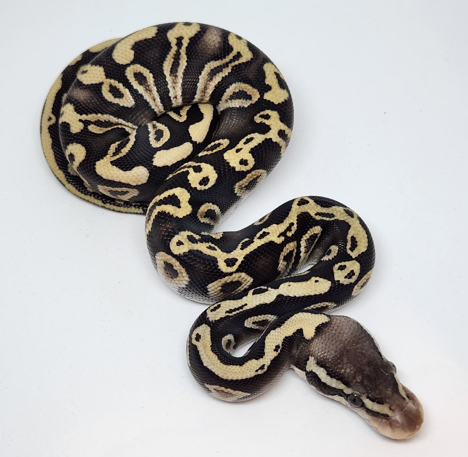 2022 Female Pastel GHI Mystic Ball Python by Li's Reptile House ...