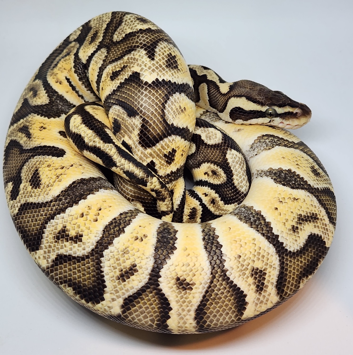 2020 Male Pastel Enchi GHI Ball Python by Li's Reptile House - MorphMarket