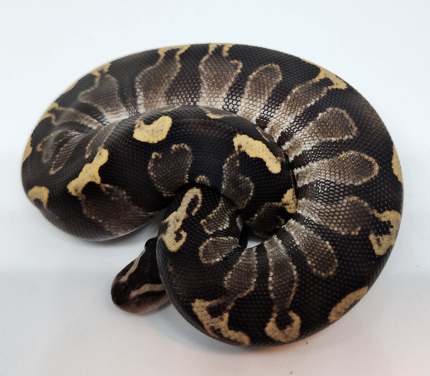 2022 Female Super GHI Ball Python by Li's Reptile House - MorphMarket