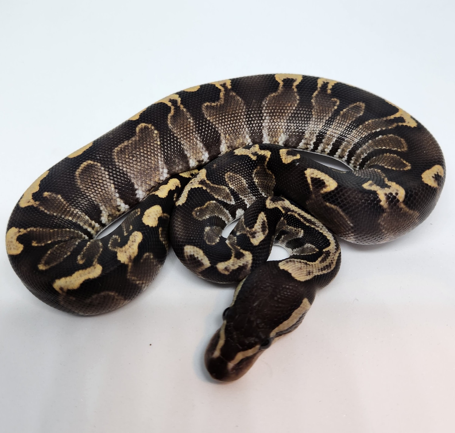 2022 Female Super GHI Ball Python by Li's Reptile House - MorphMarket